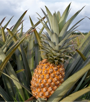 Sustainable Pineapple Leaf Fiber (PALF) by UKL: Innovative Eco-Friendly ...