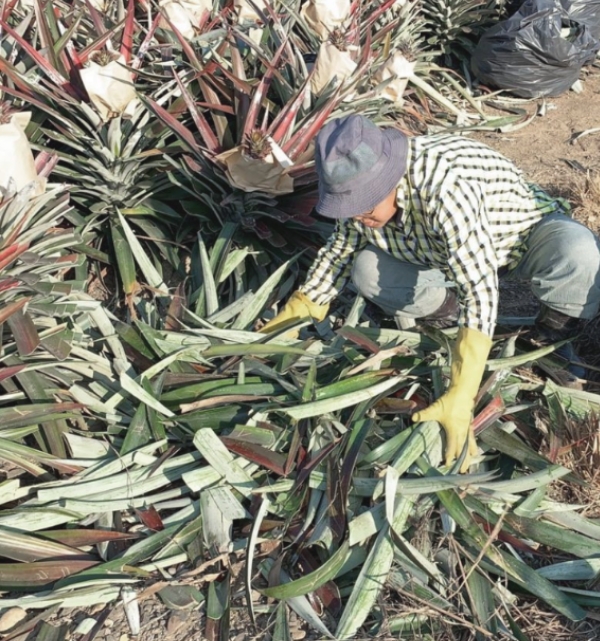 Sustainable Pineapple Leaf Fiber (PALF) by UKL: Innovative Eco-Friendly ...